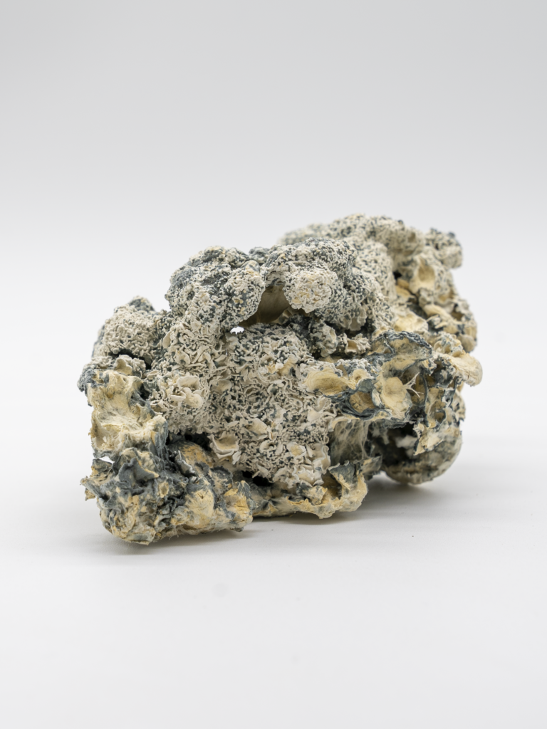 Enigma - Moment Mushrooms