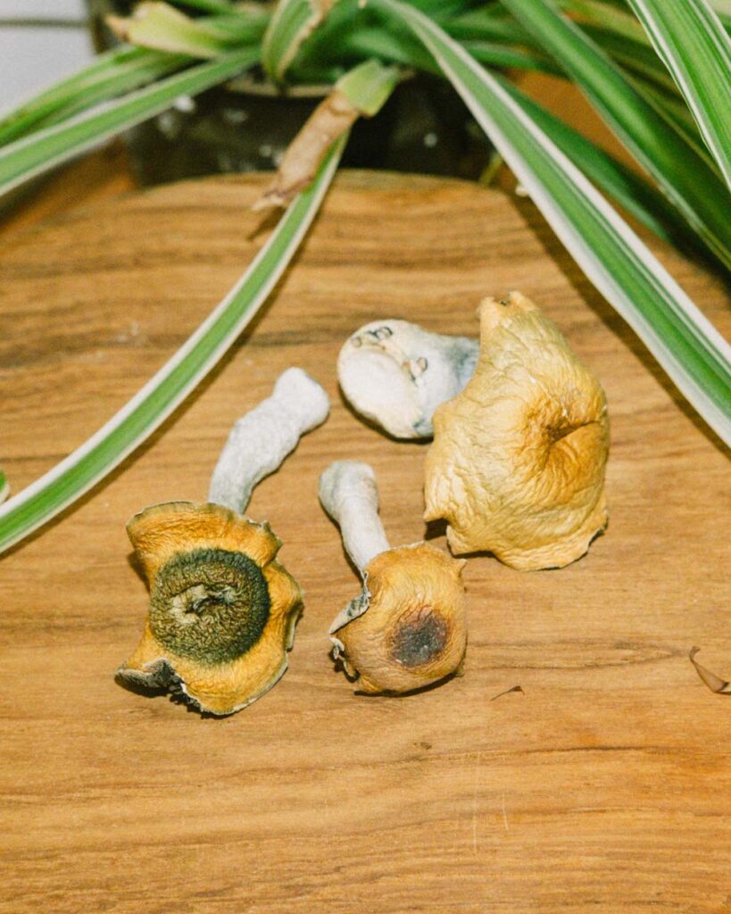 Dried Magic Mushrooms - Moment Mushrooms